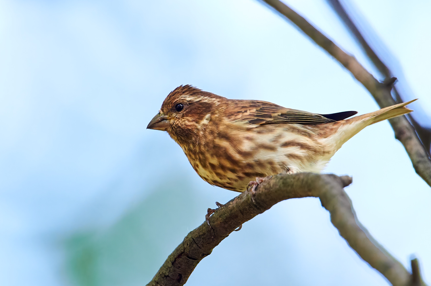 Birds of New York | Finches