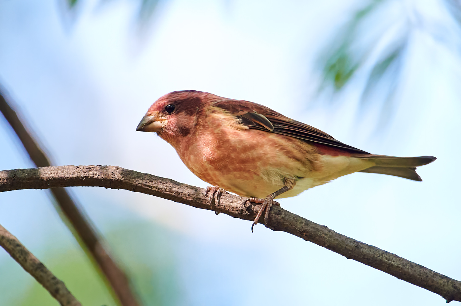 Birds of New York | Finches