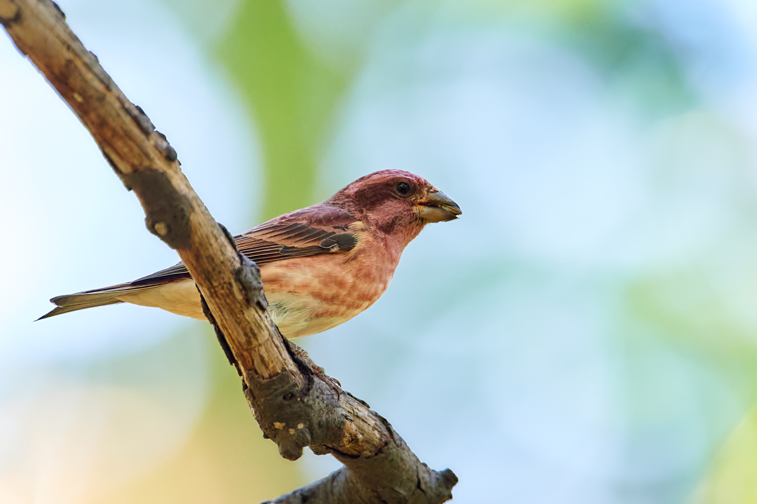 Birds of New York | Finches