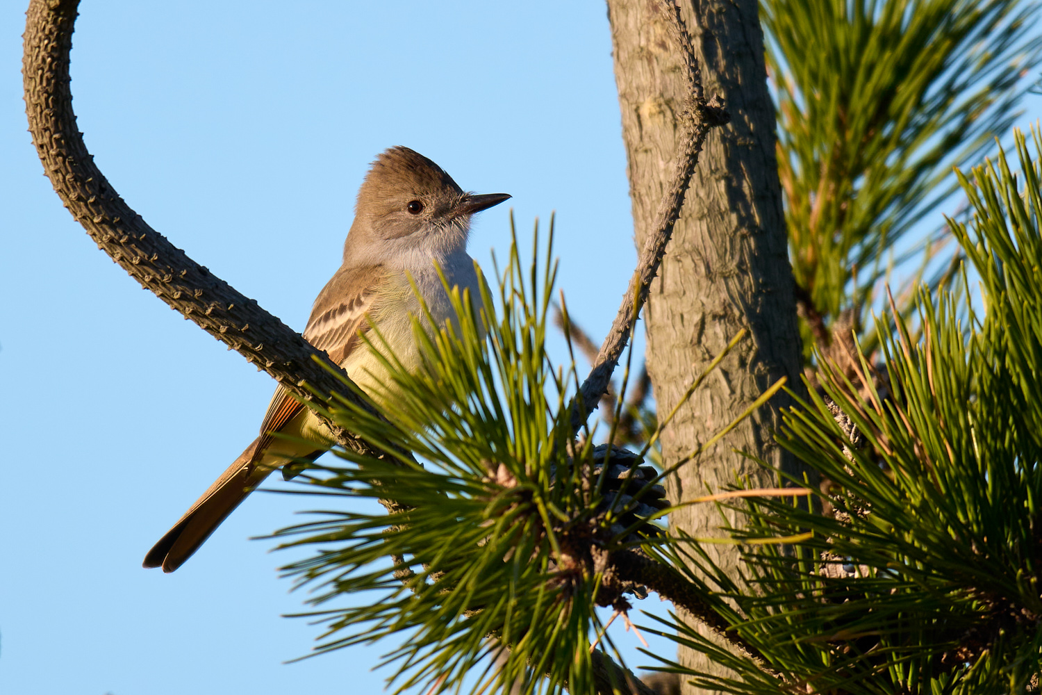 Birds of New York | Flycatchers