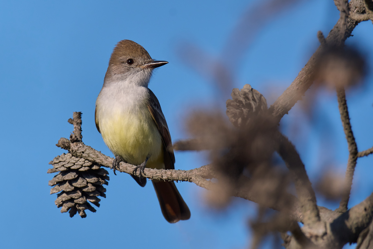 Birds of New York | Flycatchers