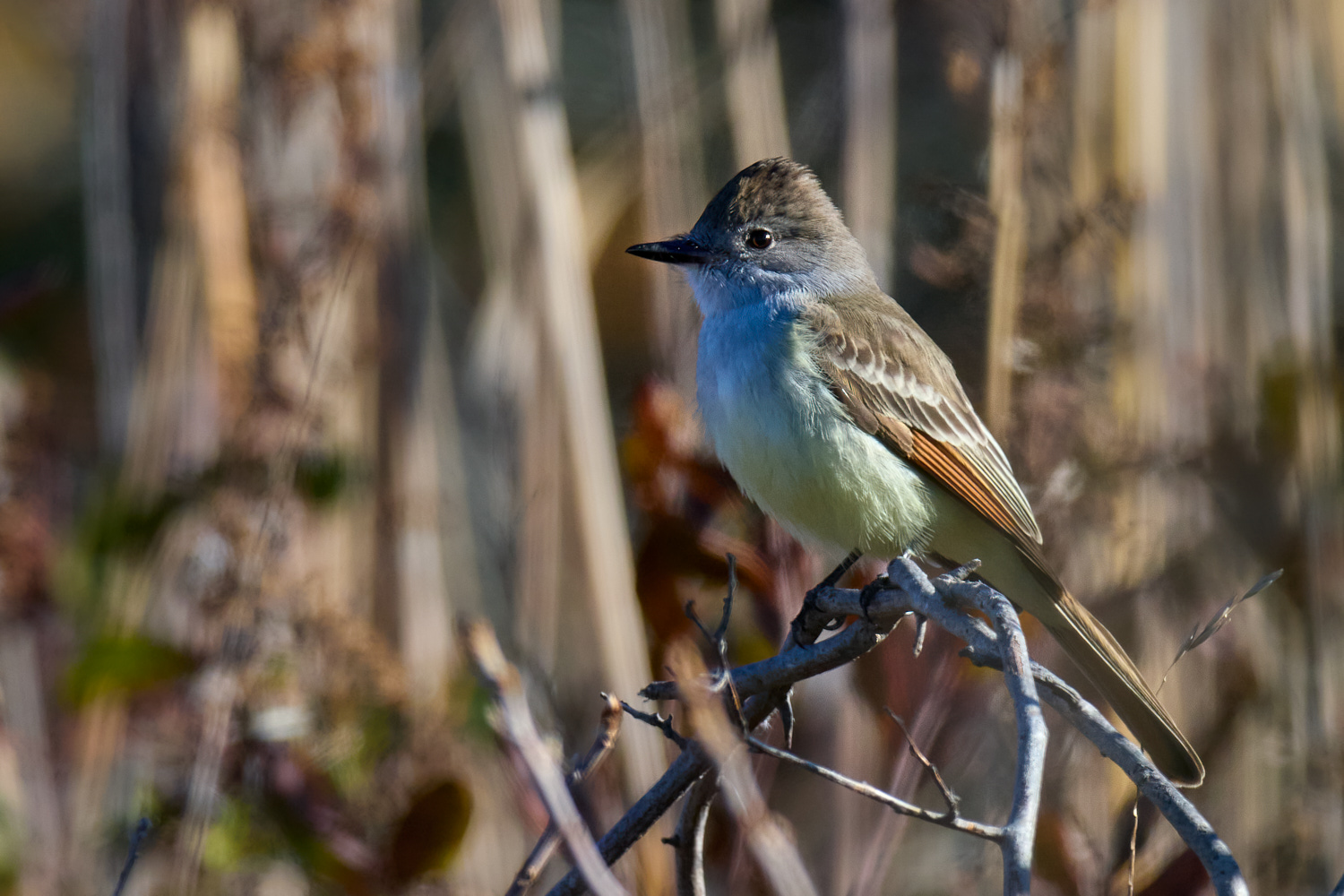 Birds of New York | Flycatchers