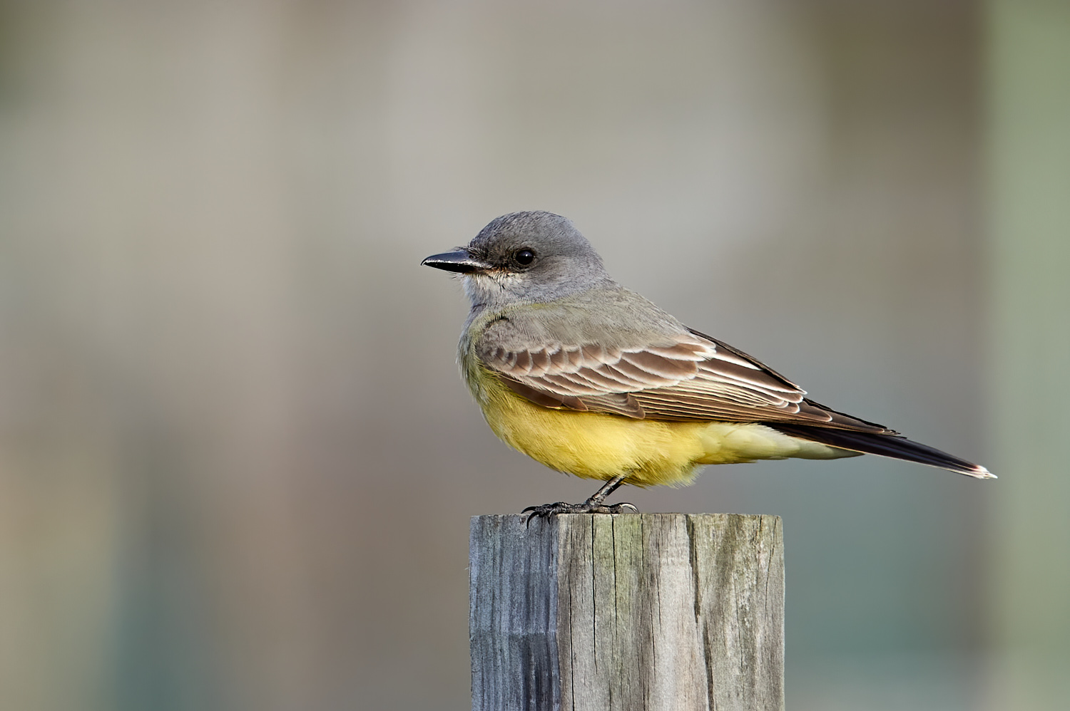 Birds of New York | Flycatchers