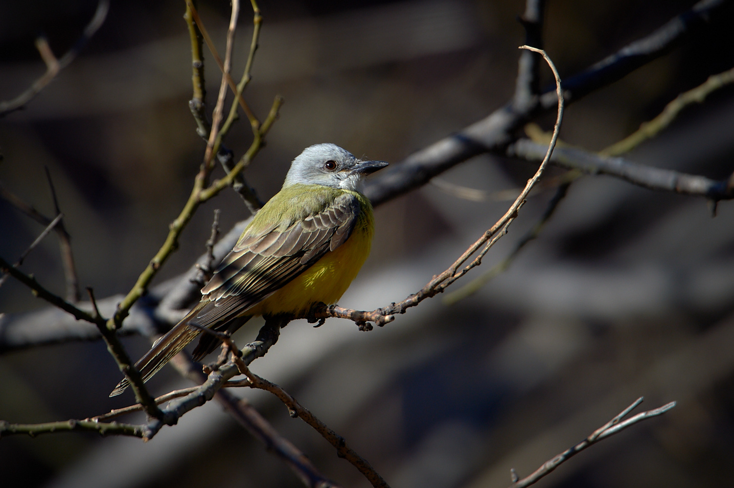 Birds of New York | Flycatchers