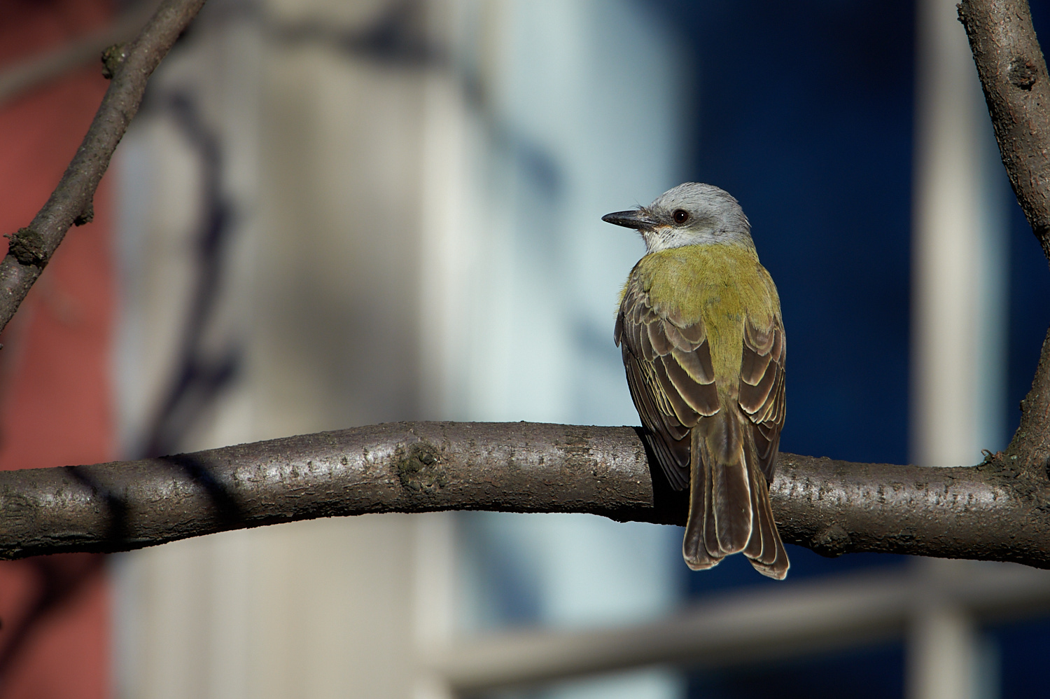Birds of New York | Flycatchers