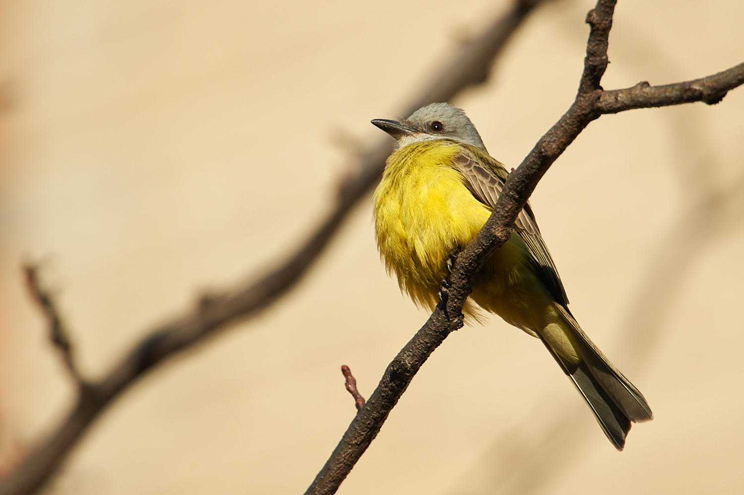 Birds of New York | Flycatchers