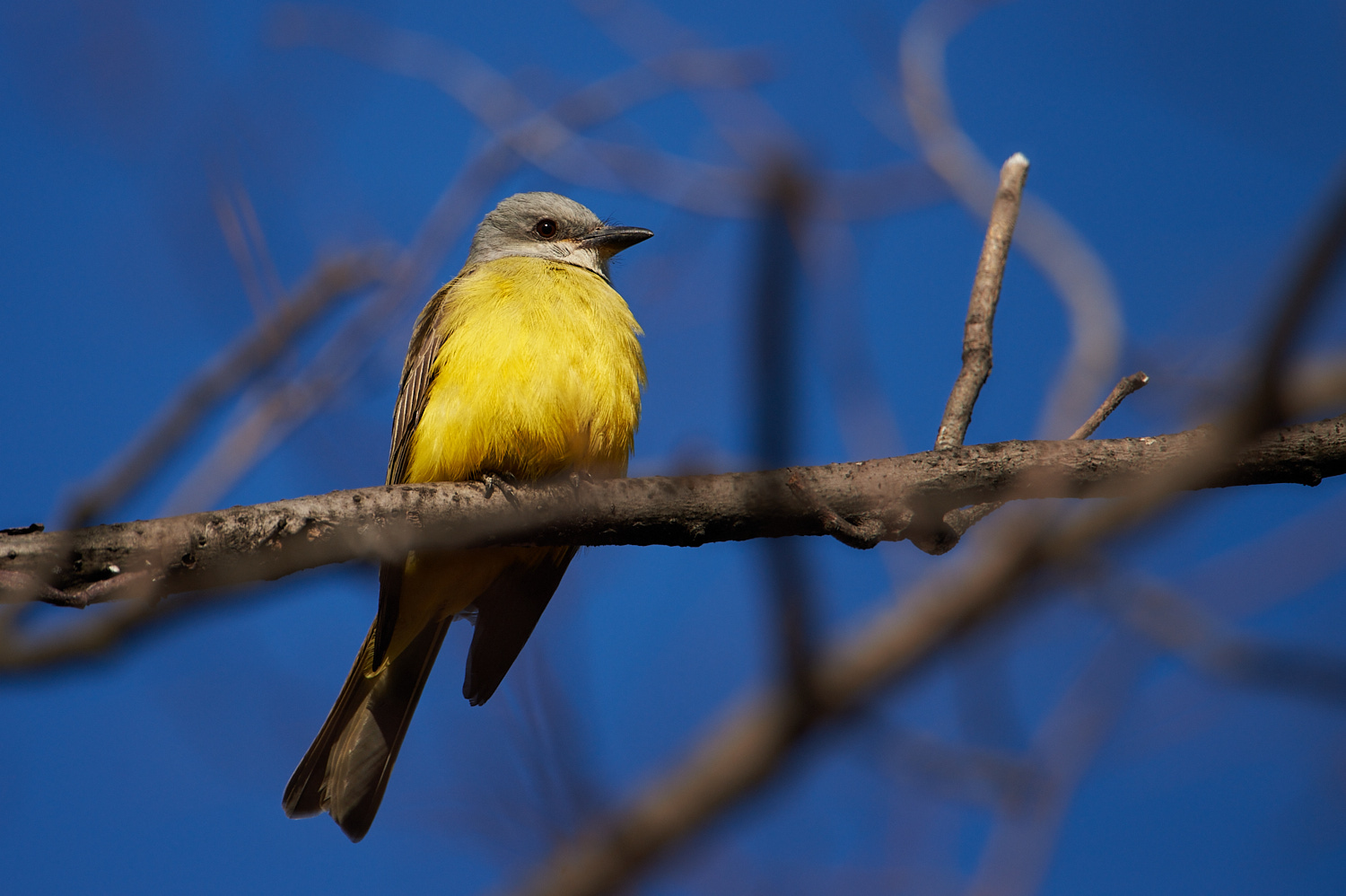 Birds of New York | Flycatchers