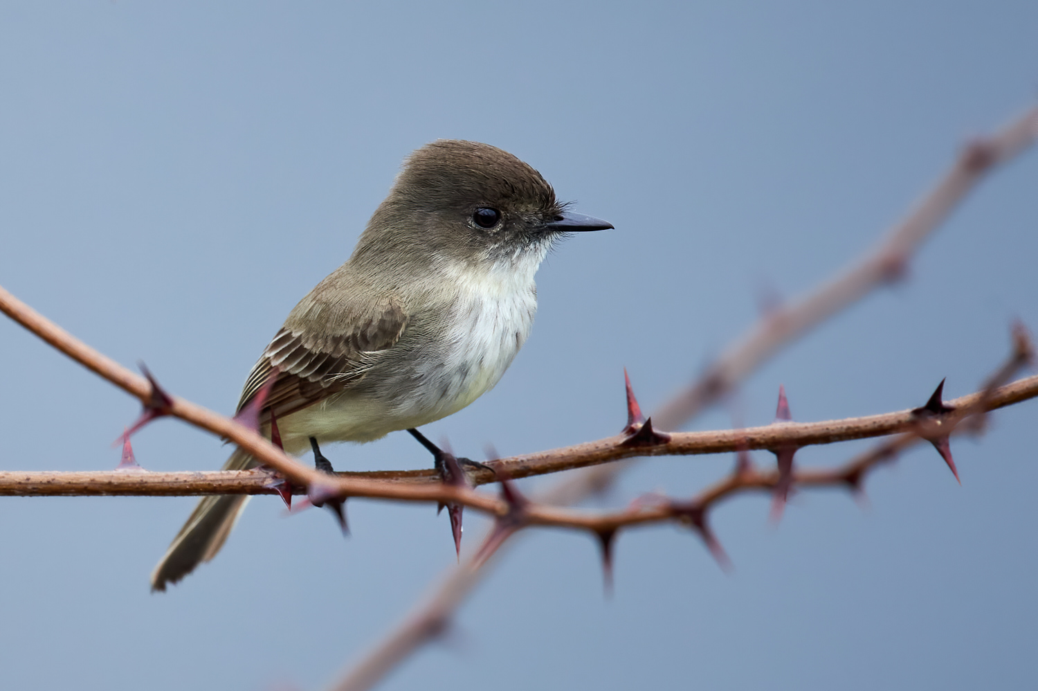 Birds of New York | Flycatchers