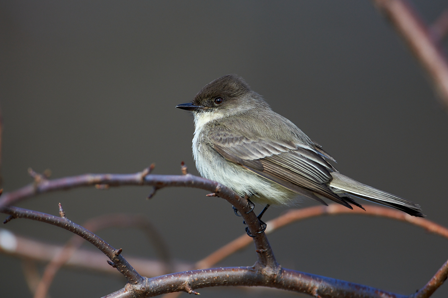 Birds of New York | Flycatchers