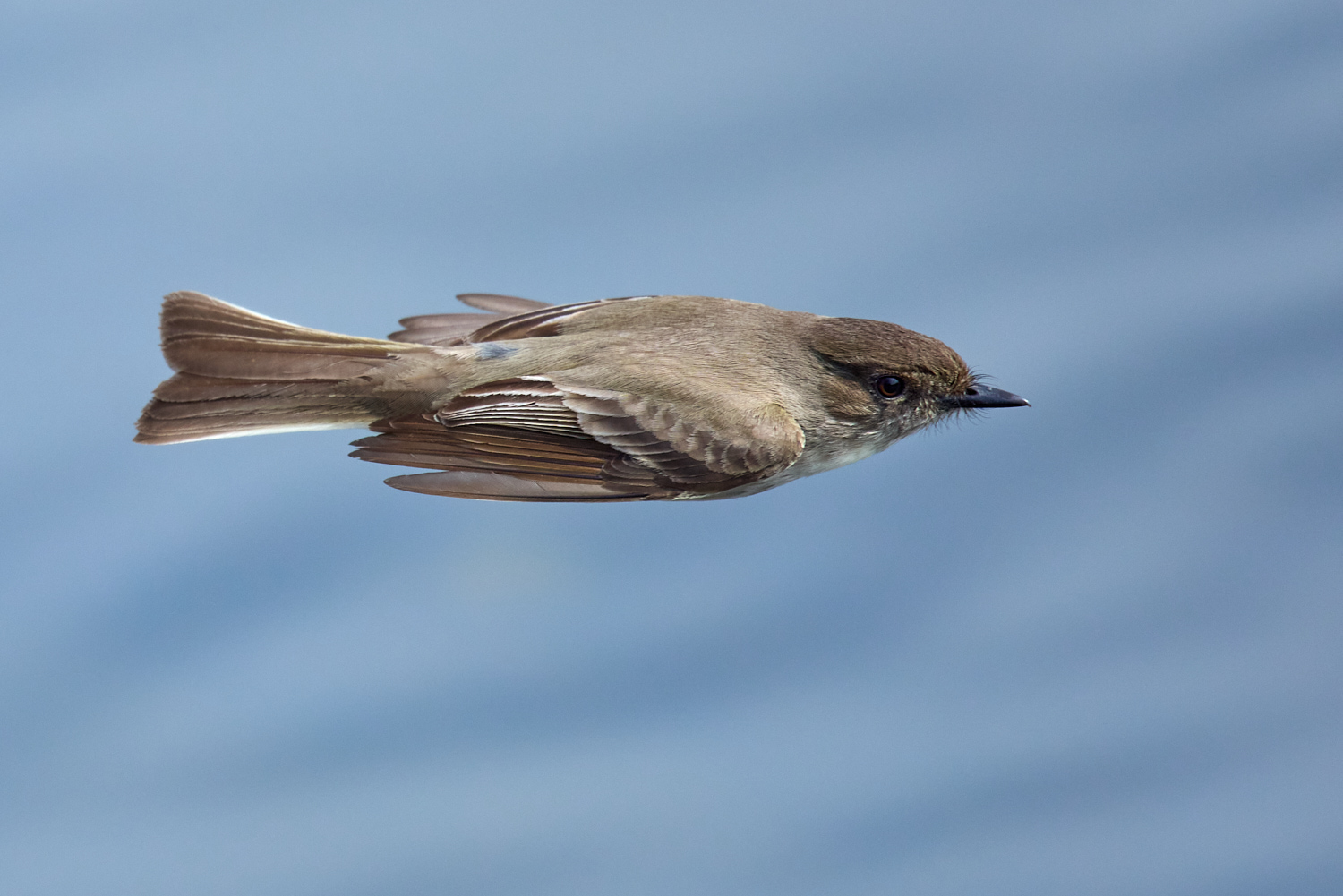 Birds of New York | Flycatchers