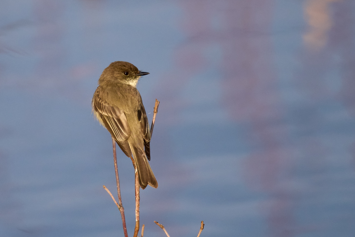 Birds of New York | Flycatchers