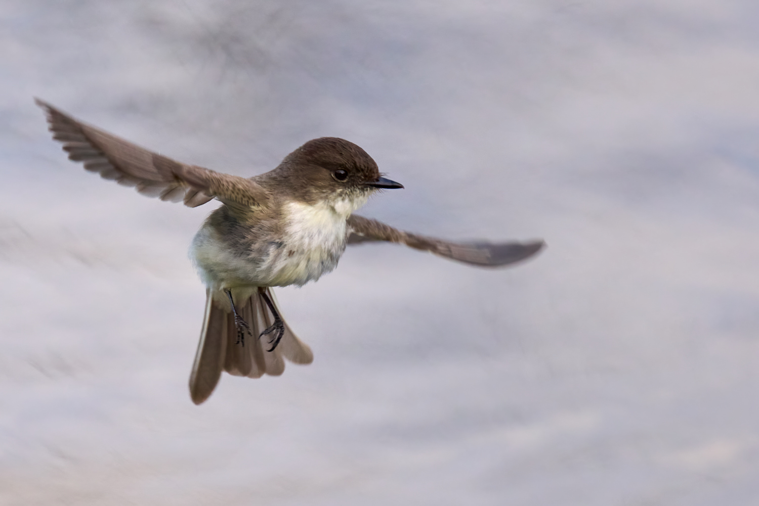 Birds of New York | Flycatchers