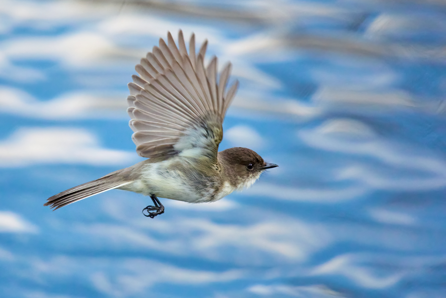 Birds of New York | Flycatchers