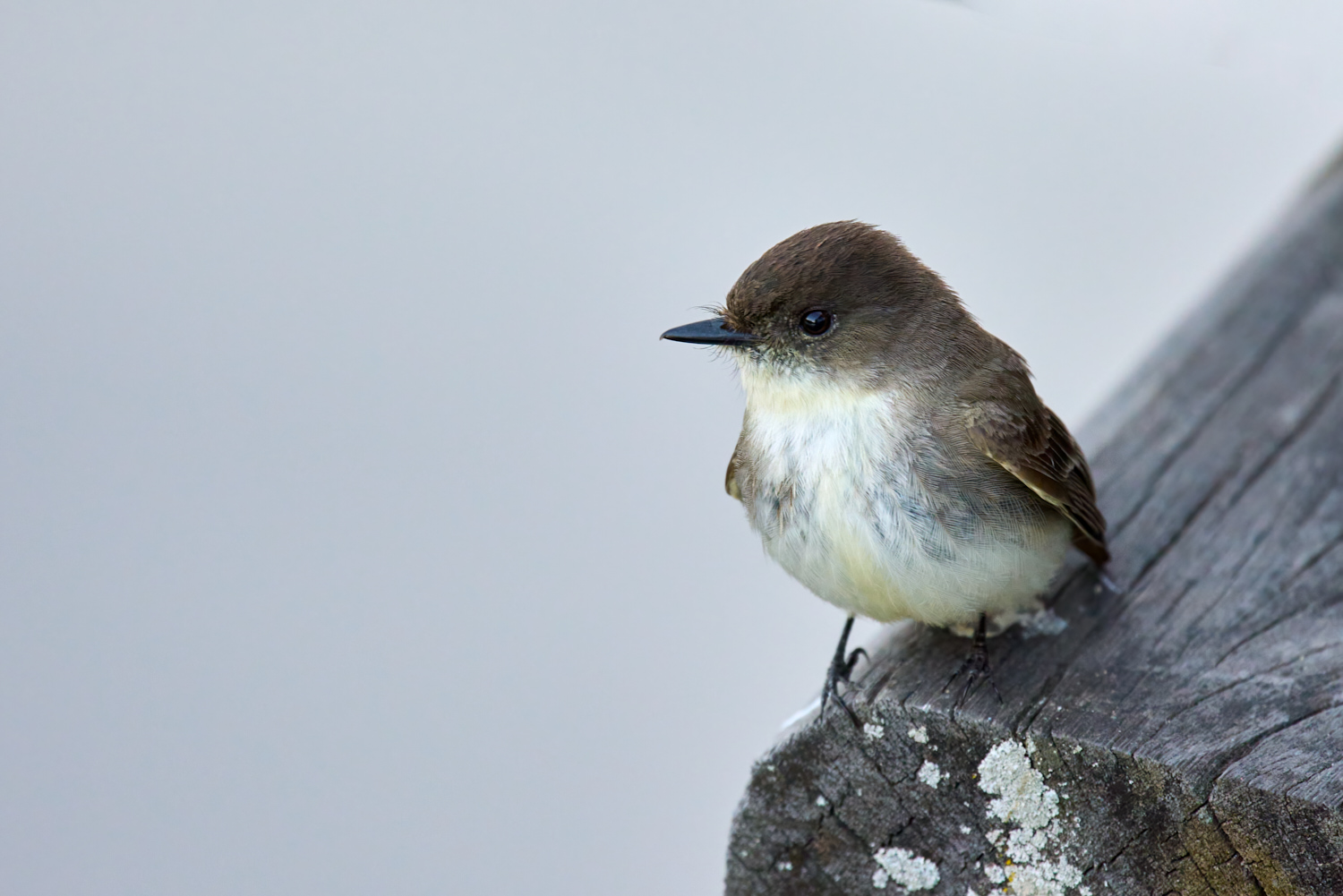 Birds of New York | Flycatchers