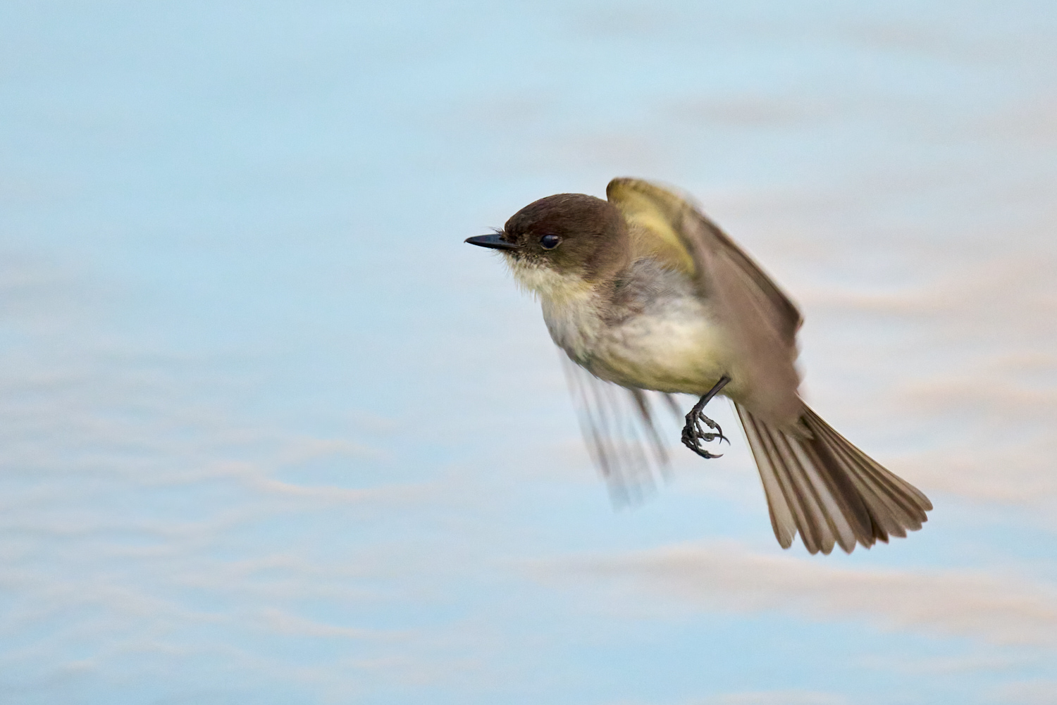 Birds of New York | Flycatchers