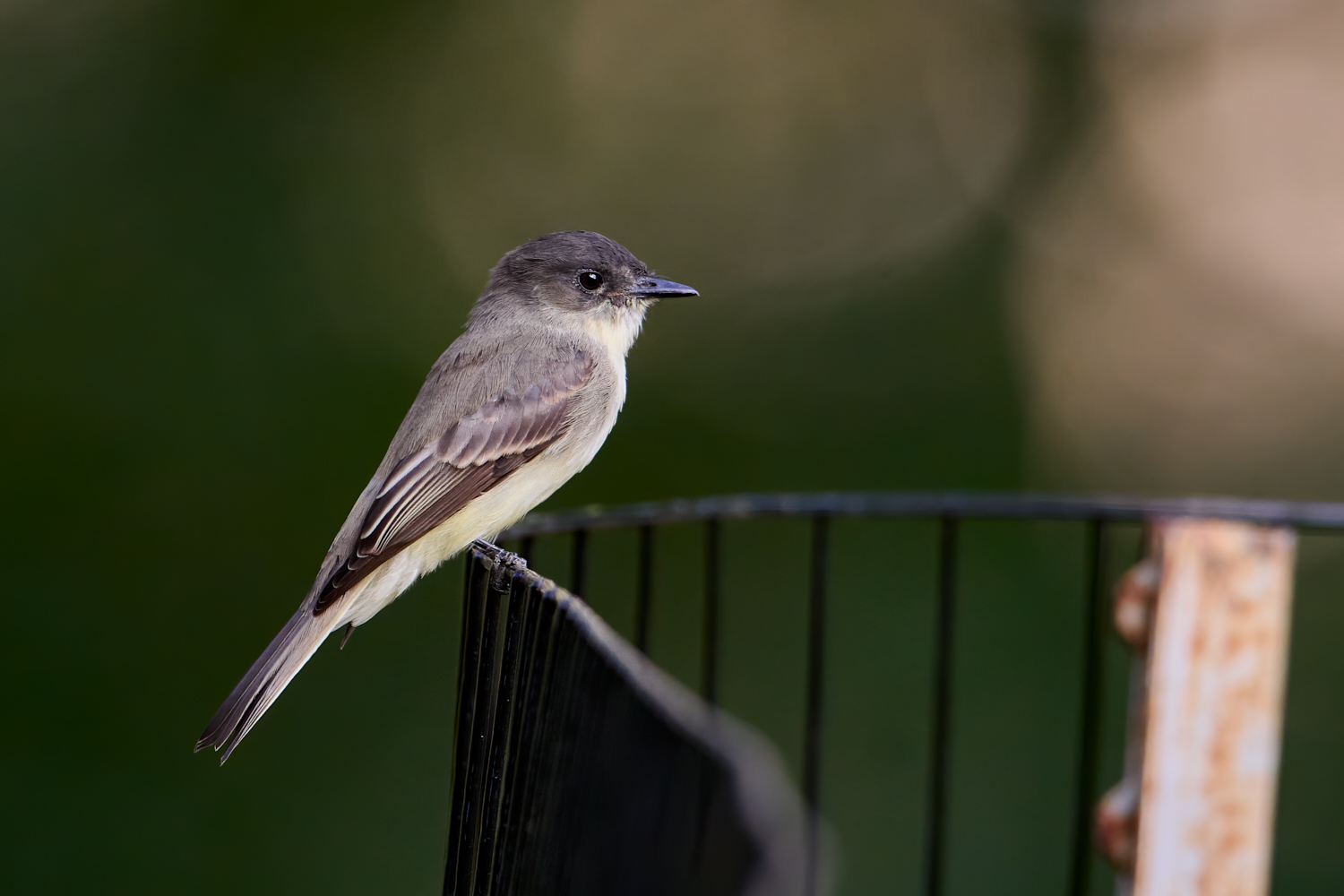Birds of New York | Flycatchers