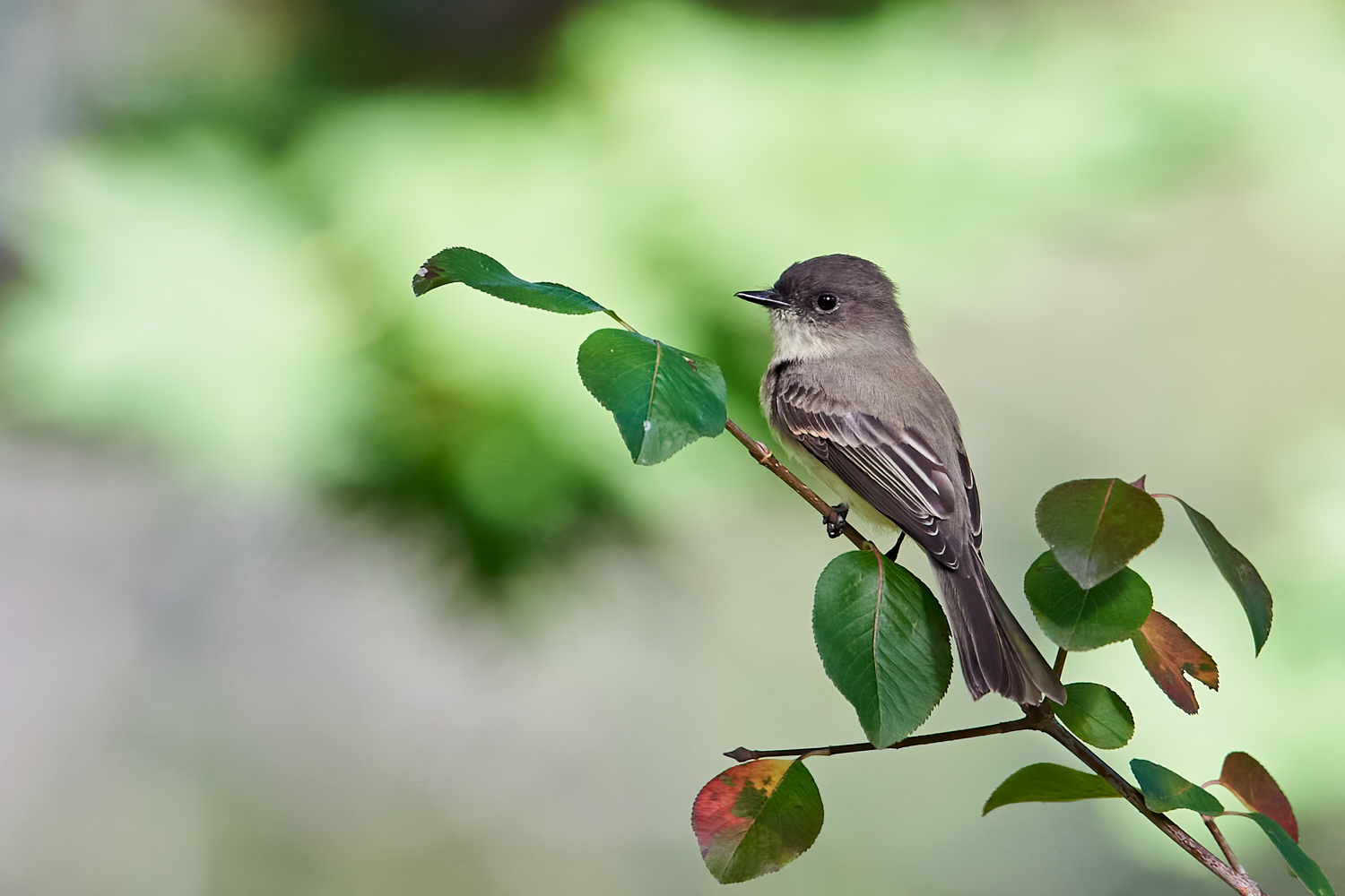 Birds of New York | Flycatchers