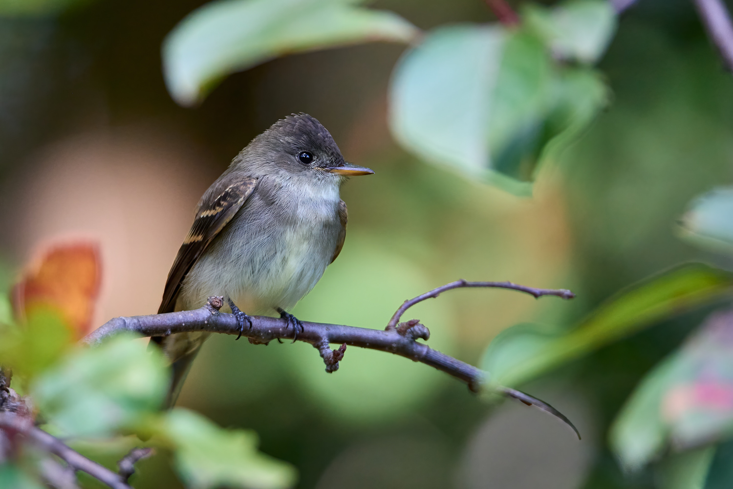 Birds of New York | Flycatchers