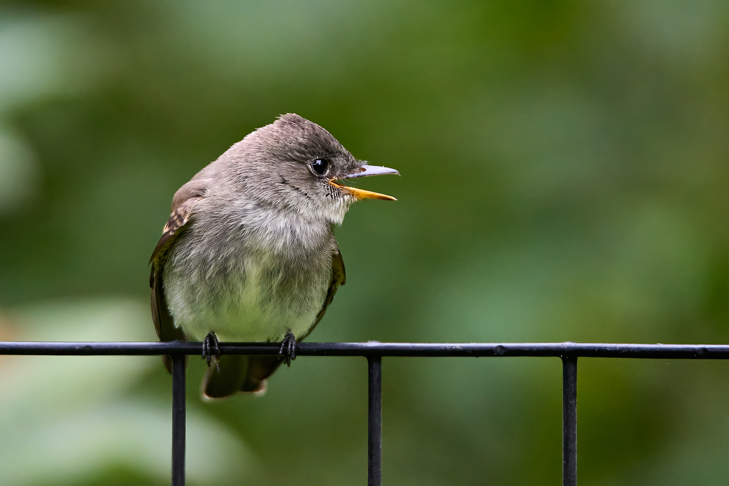 Birds of New York | Flycatchers