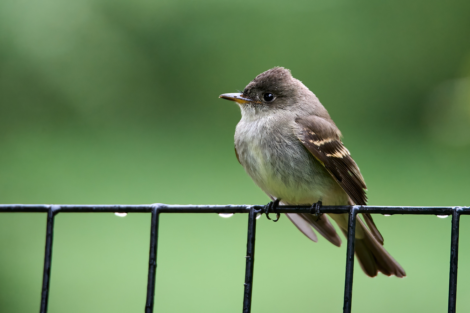 Birds of New York | Flycatchers