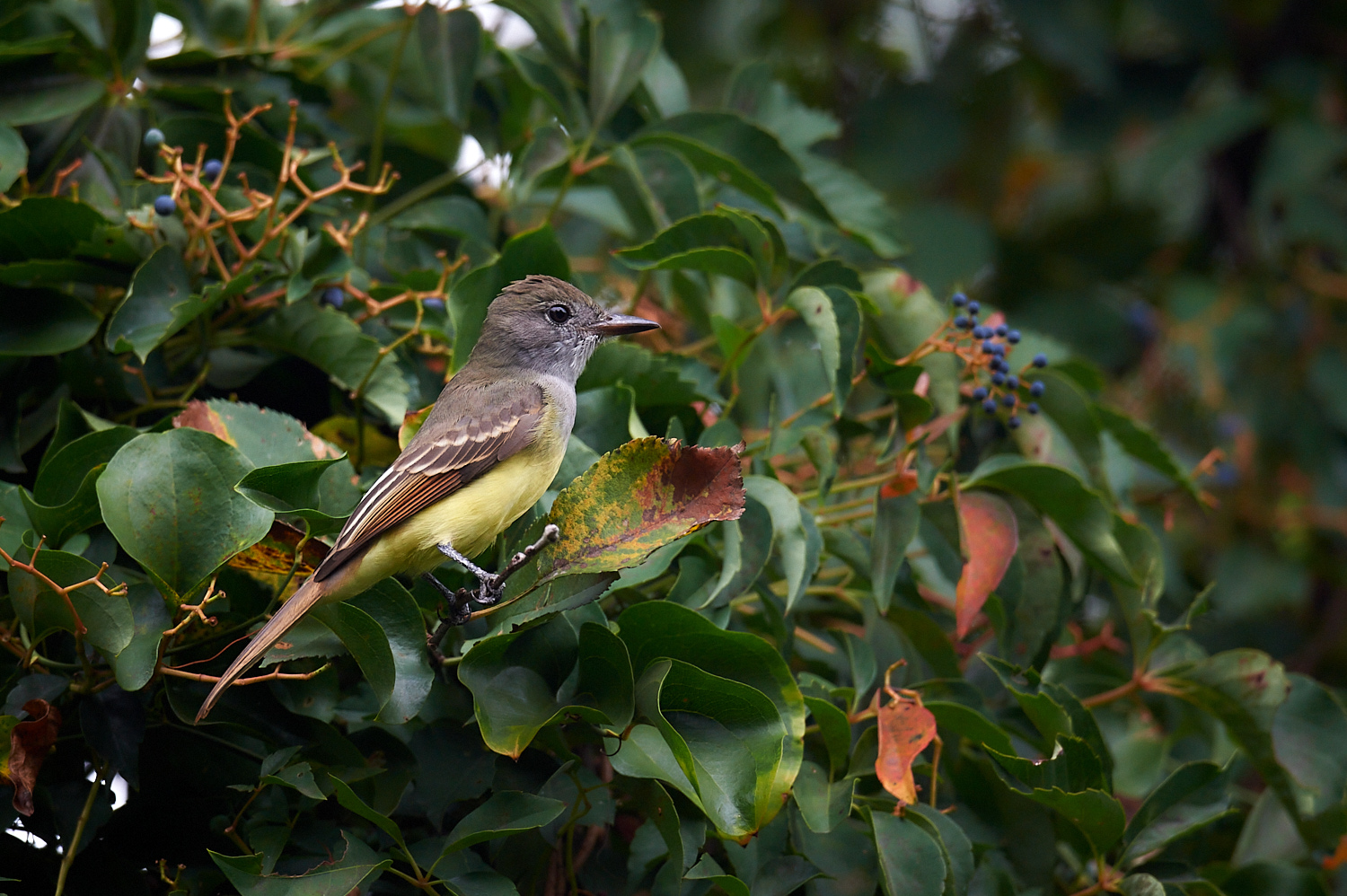 Birds of New York | Flycatchers