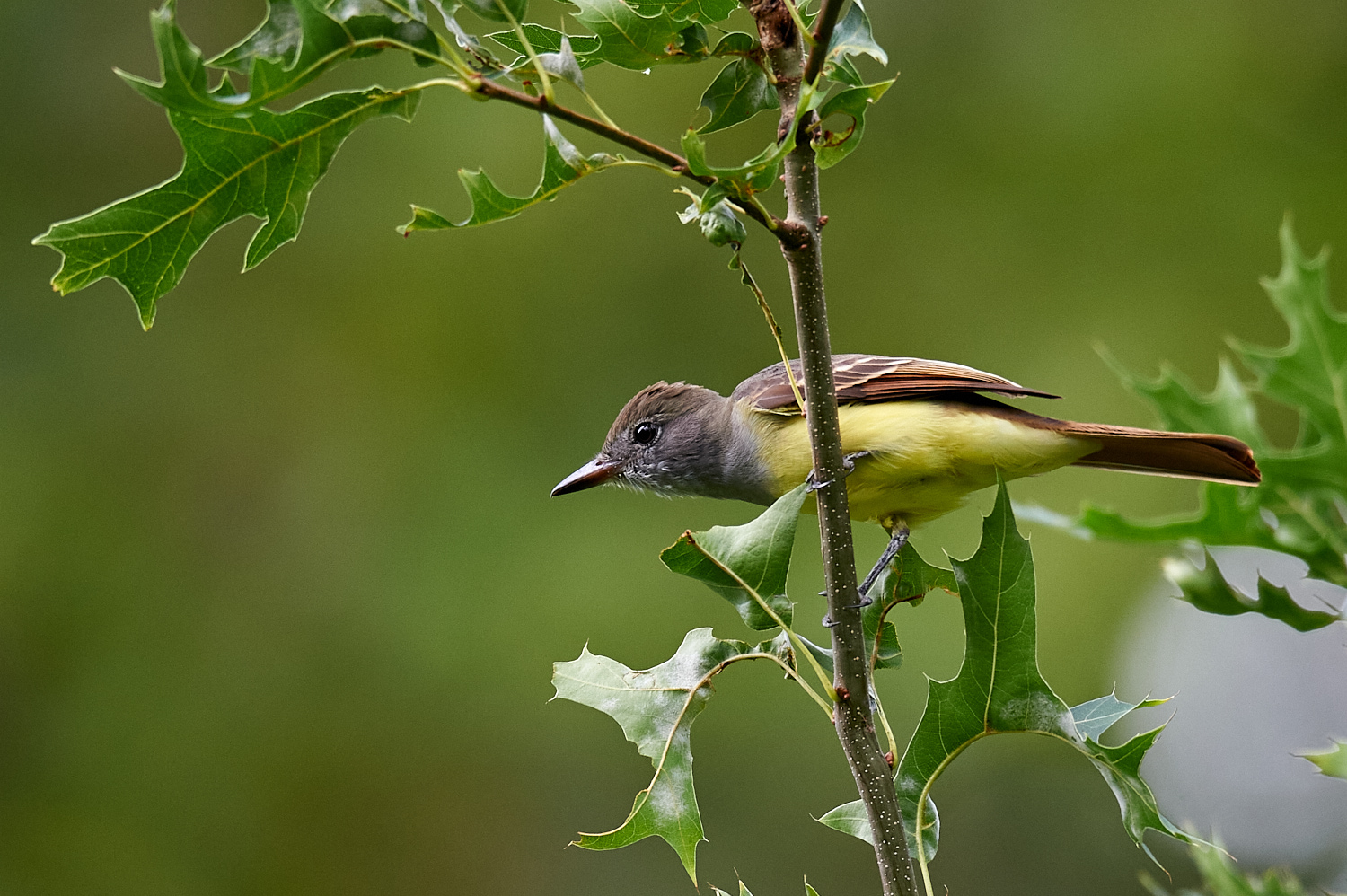 Birds of New York | Flycatchers