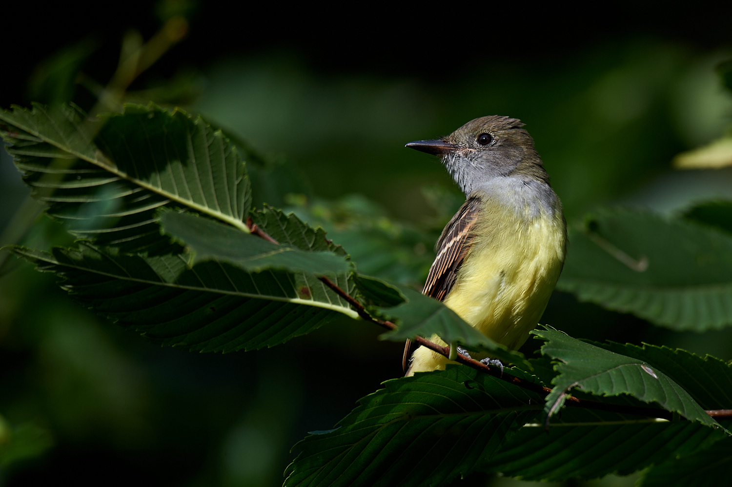 Birds of New York | Flycatchers