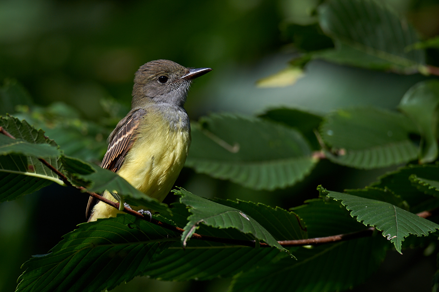 Birds of New York | Flycatchers