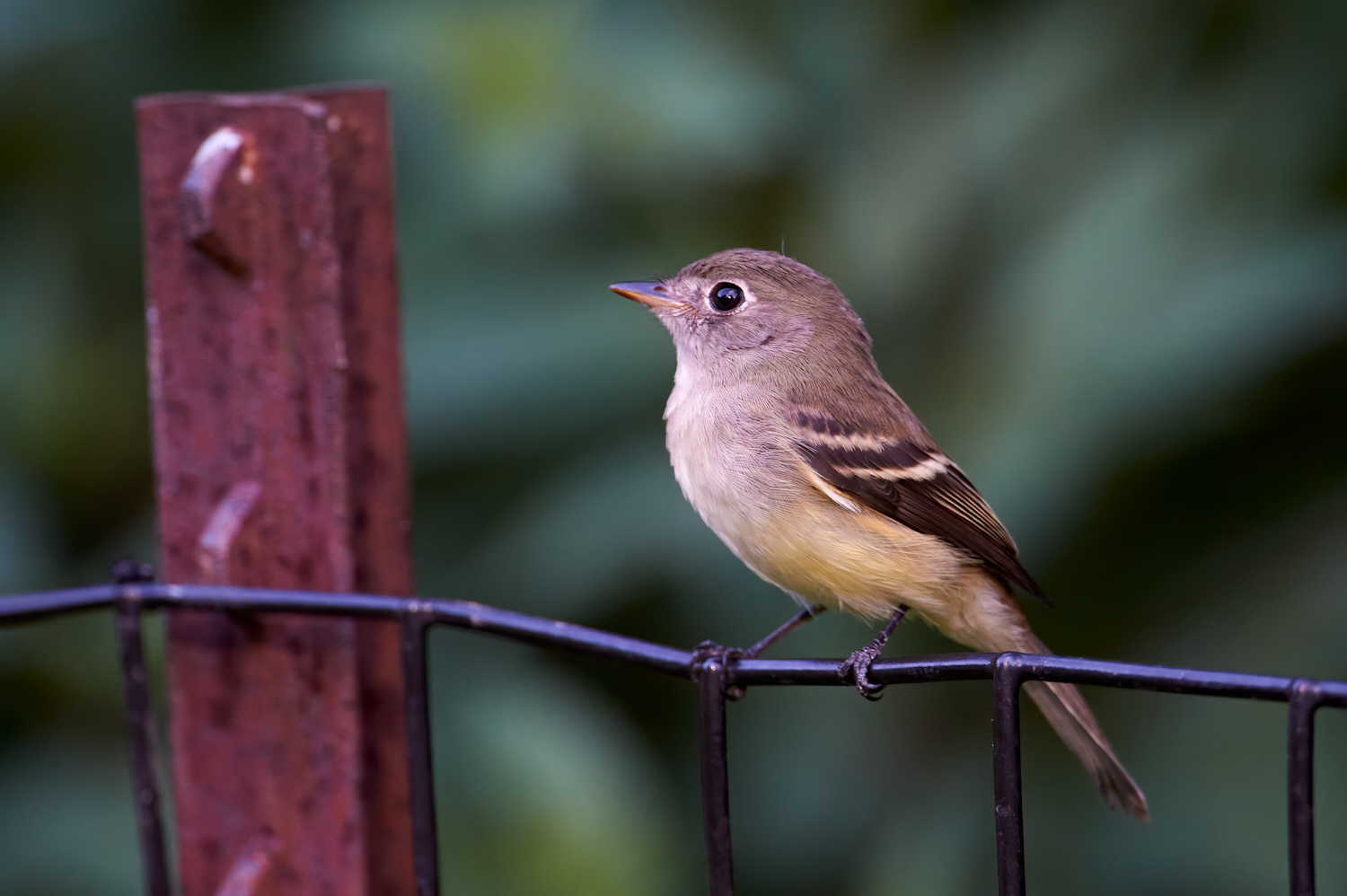Birds of New York | Flycatchers