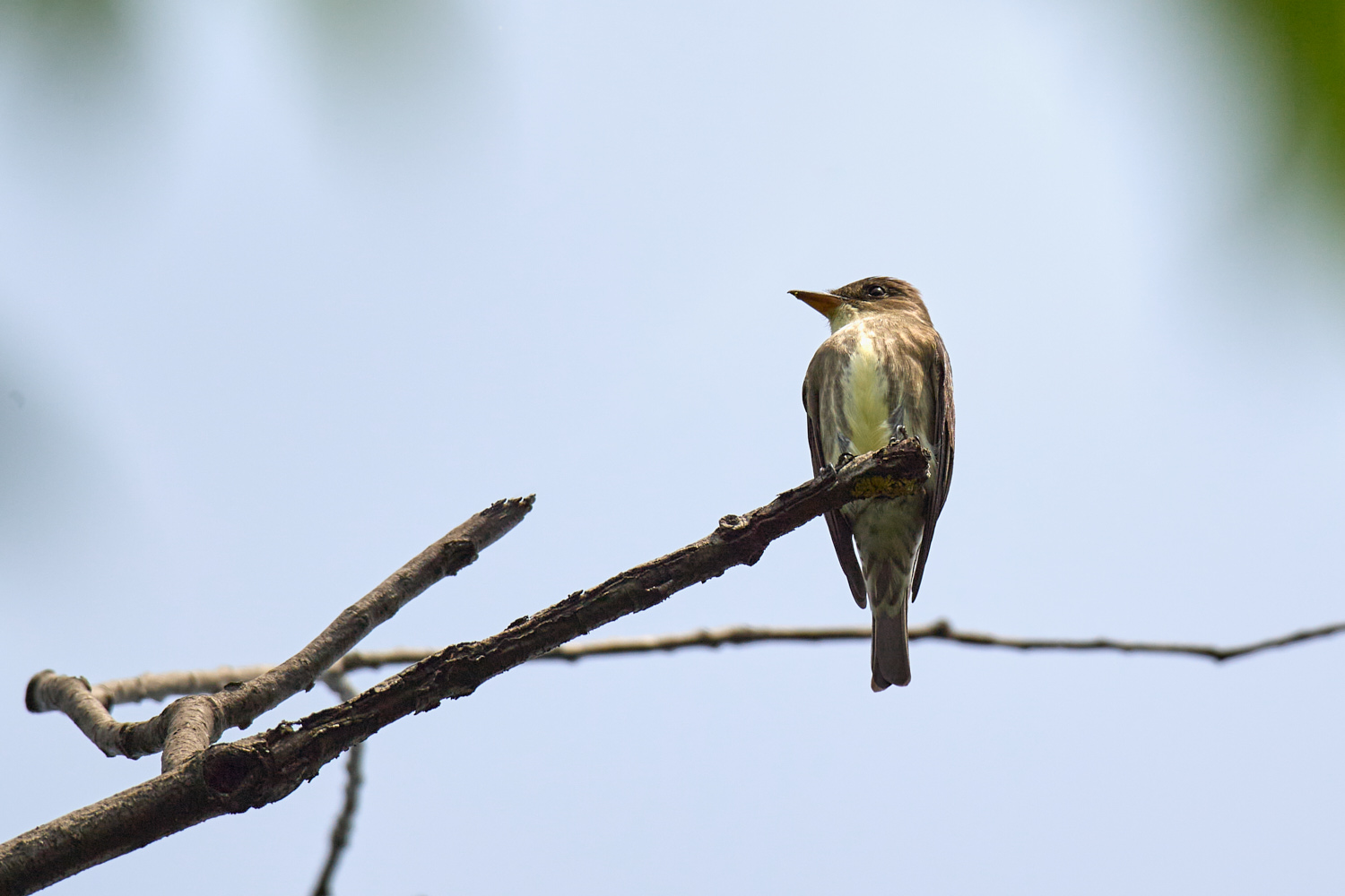 Birds of New York | Flycatchers