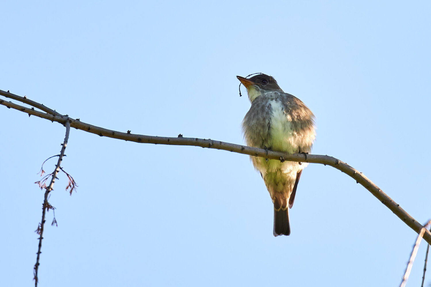 Birds of New York | Flycatchers