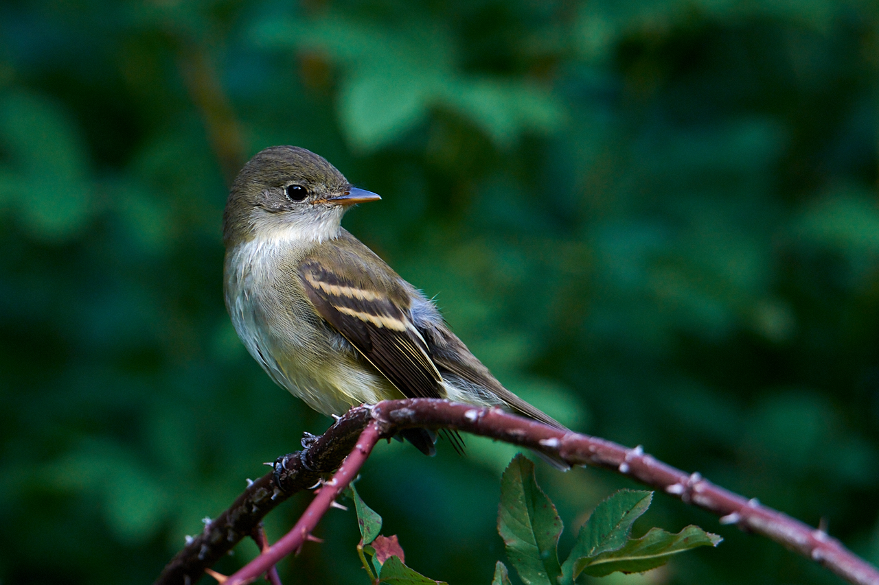 Birds of New York | Flycatchers