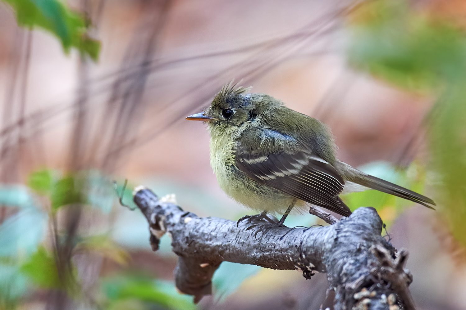 Birds of New York | Flycatchers