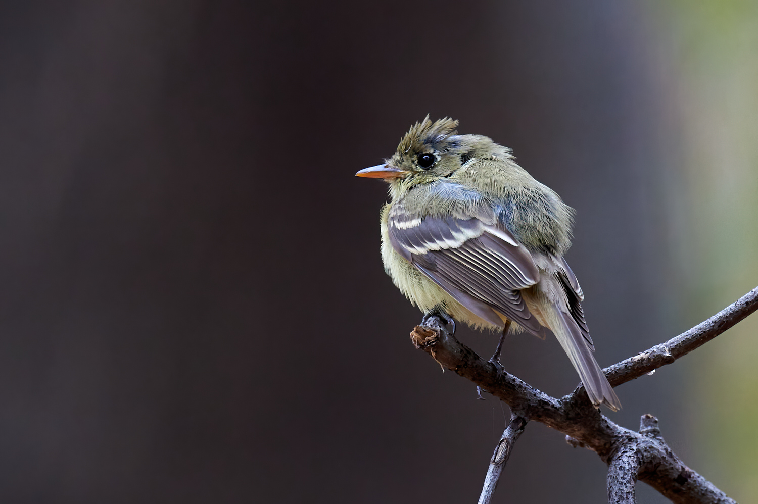 Birds of New York | Flycatchers