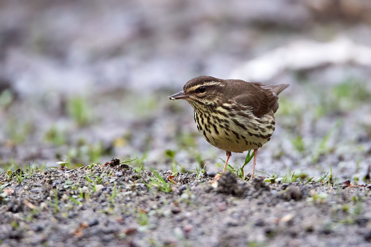 Birds of New York | Northern_Waterthrush