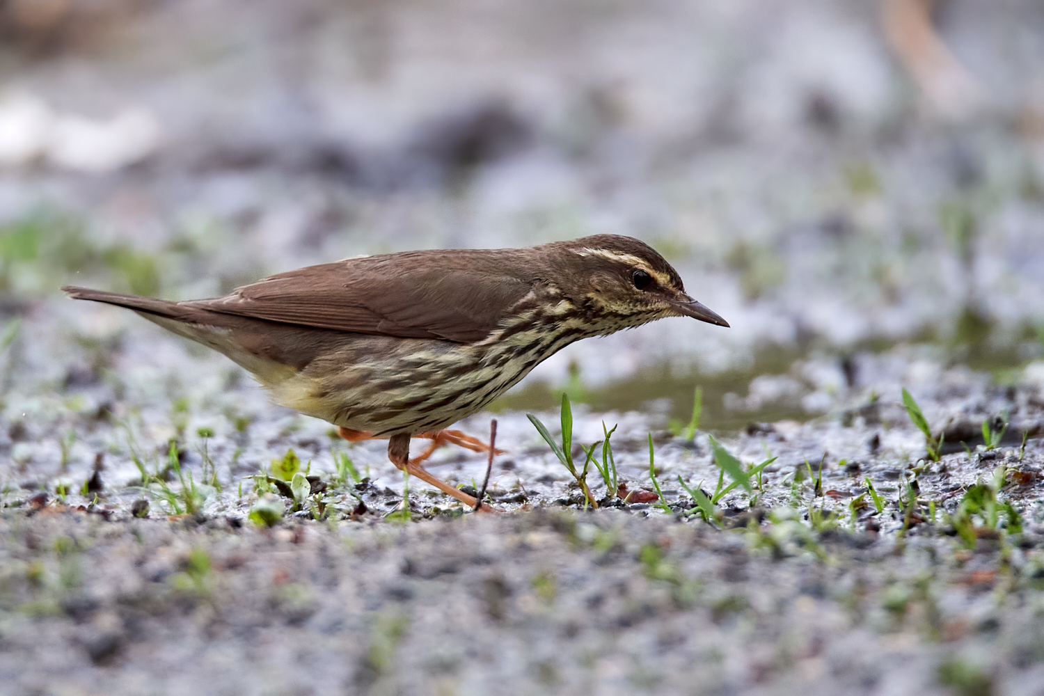Birds of New York | Northern_Waterthrush