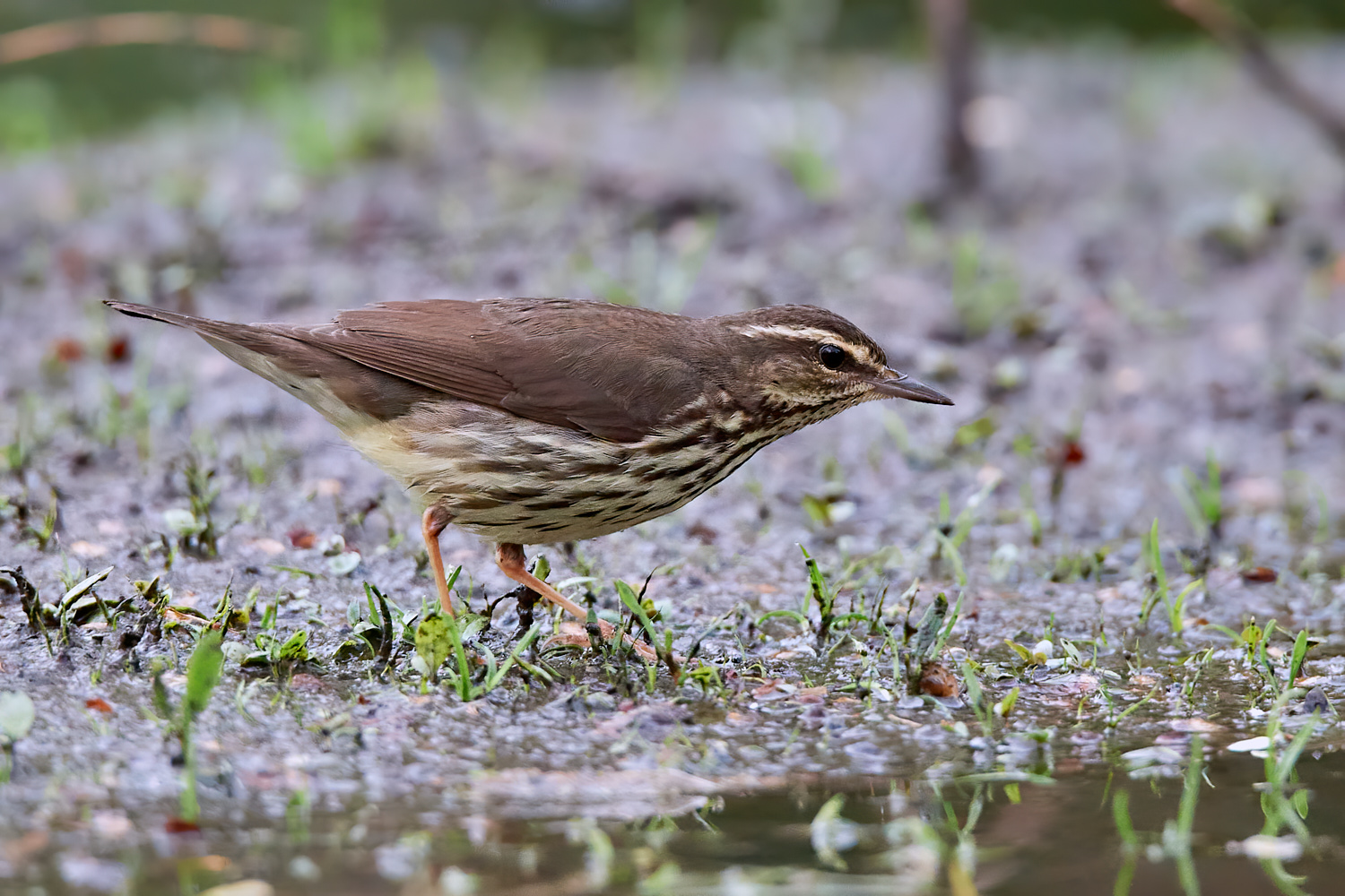 Birds of New York | Northern_Waterthrush
