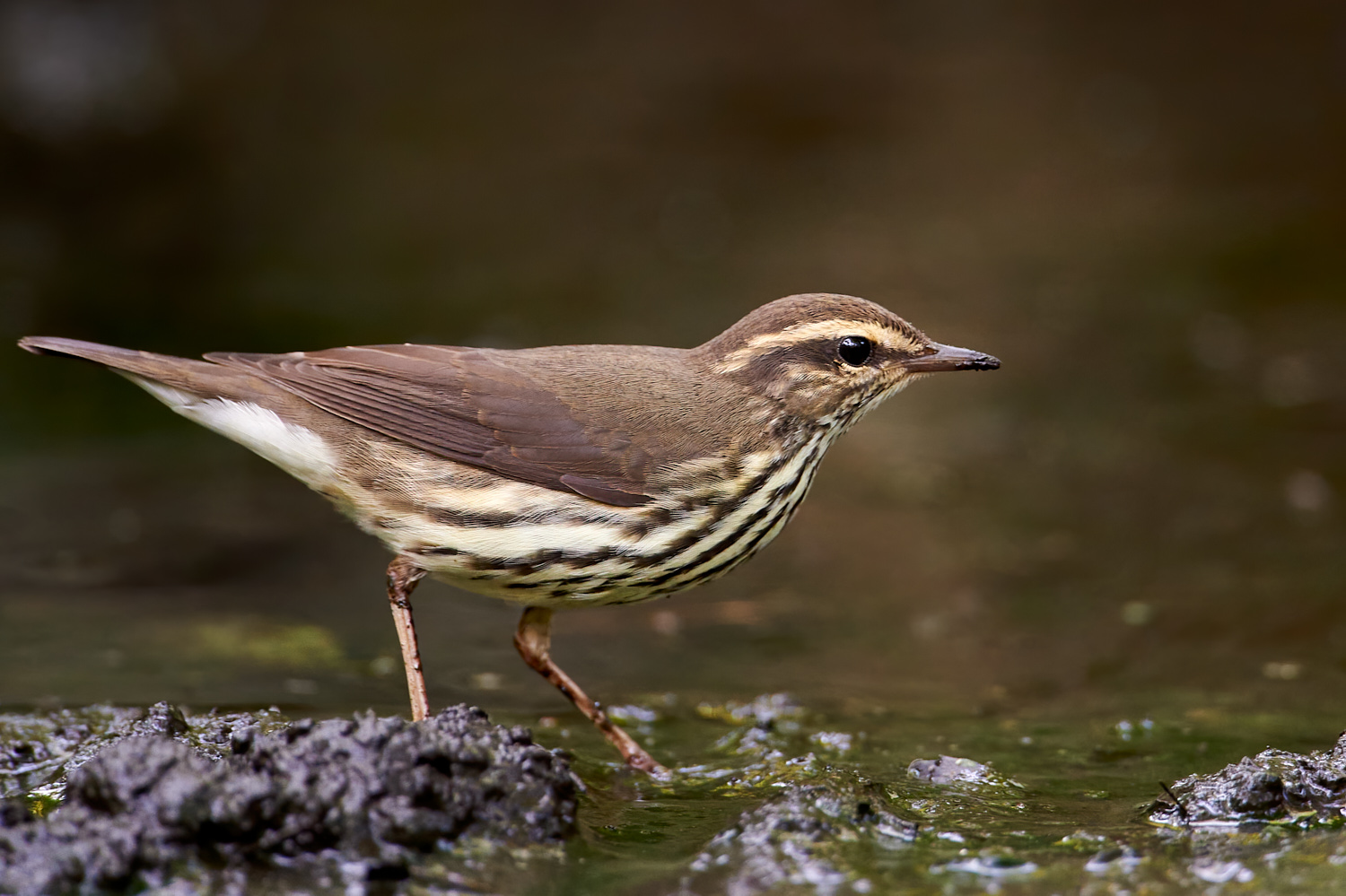 Birds of New York | Northern_Waterthrush