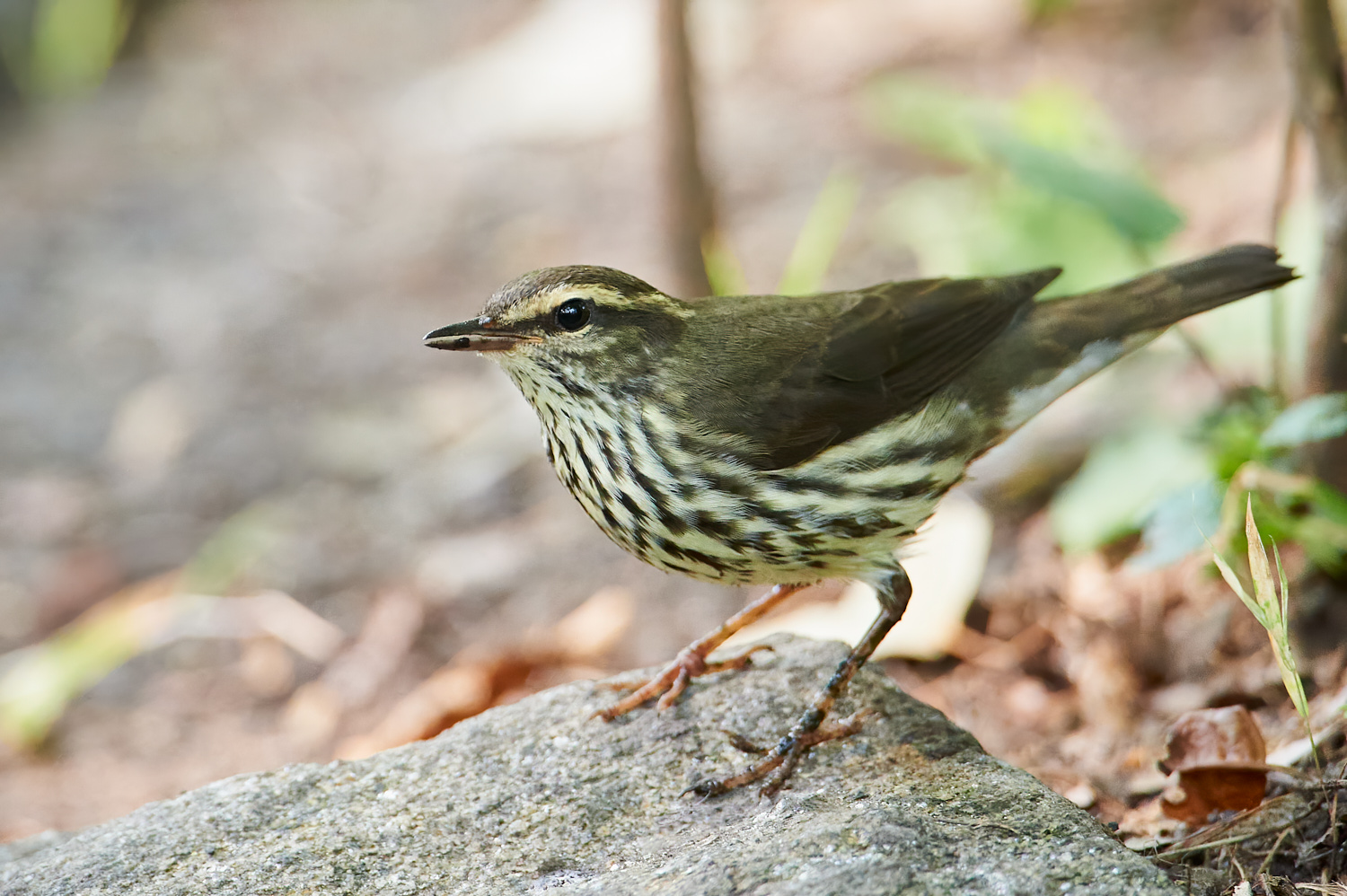 Birds of New York | Northern_Waterthrush