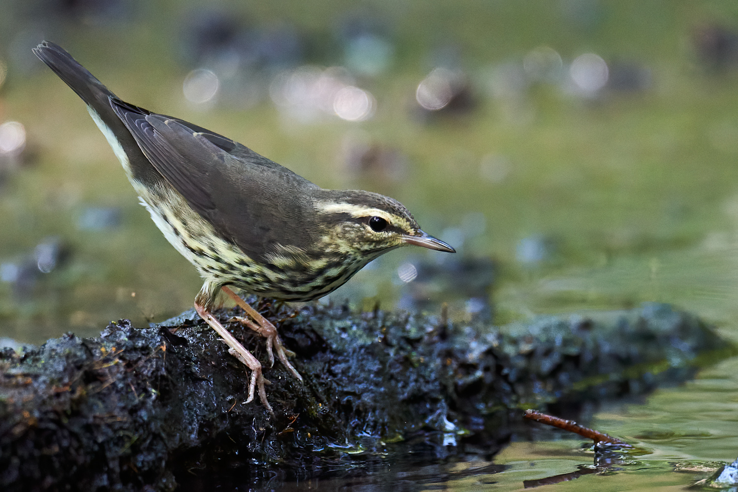 Birds of New York | Northern_Waterthrush