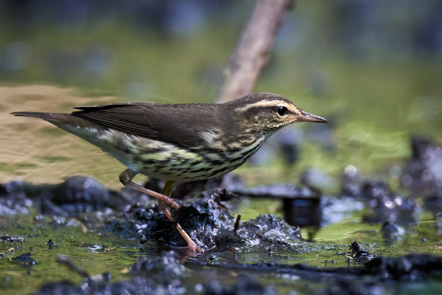 Birds of New York | Northern_Waterthrush