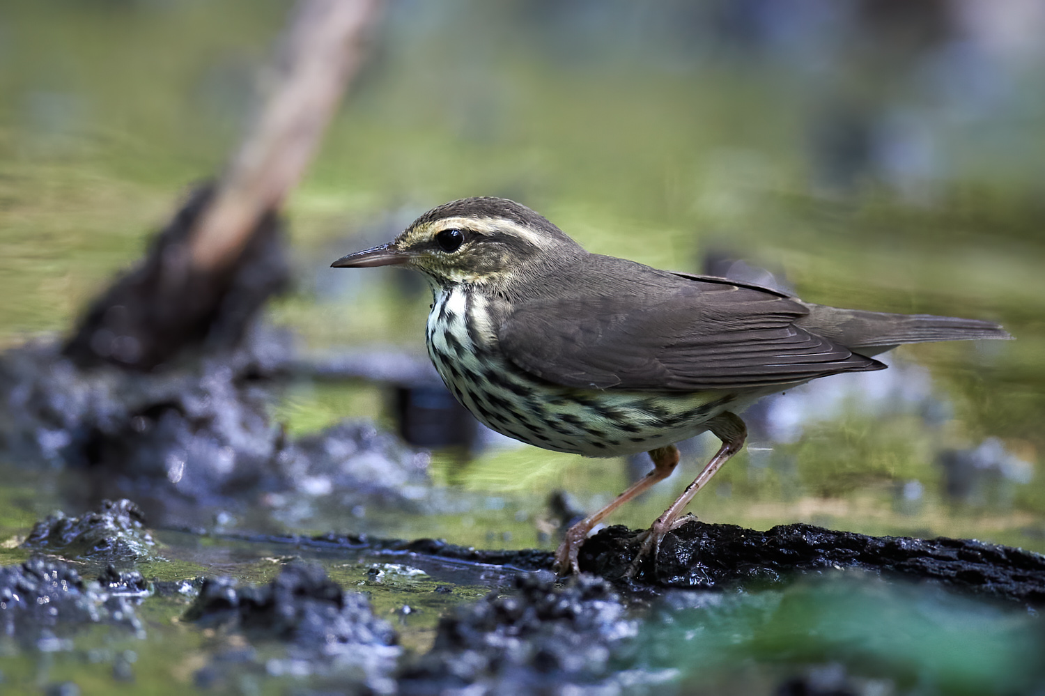 Birds of New York | Northern_Waterthrush