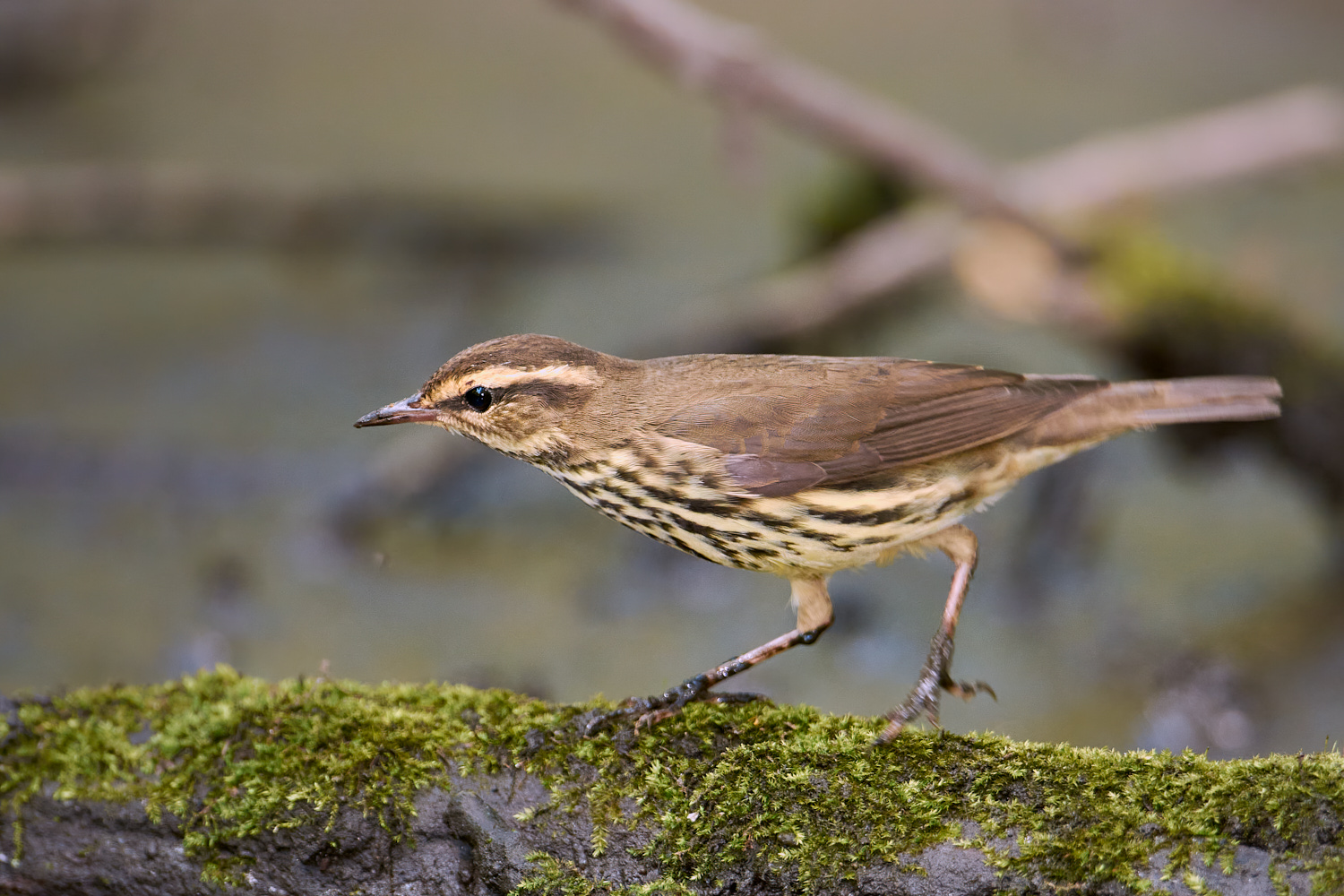 Birds of New York | Northern_Waterthrush
