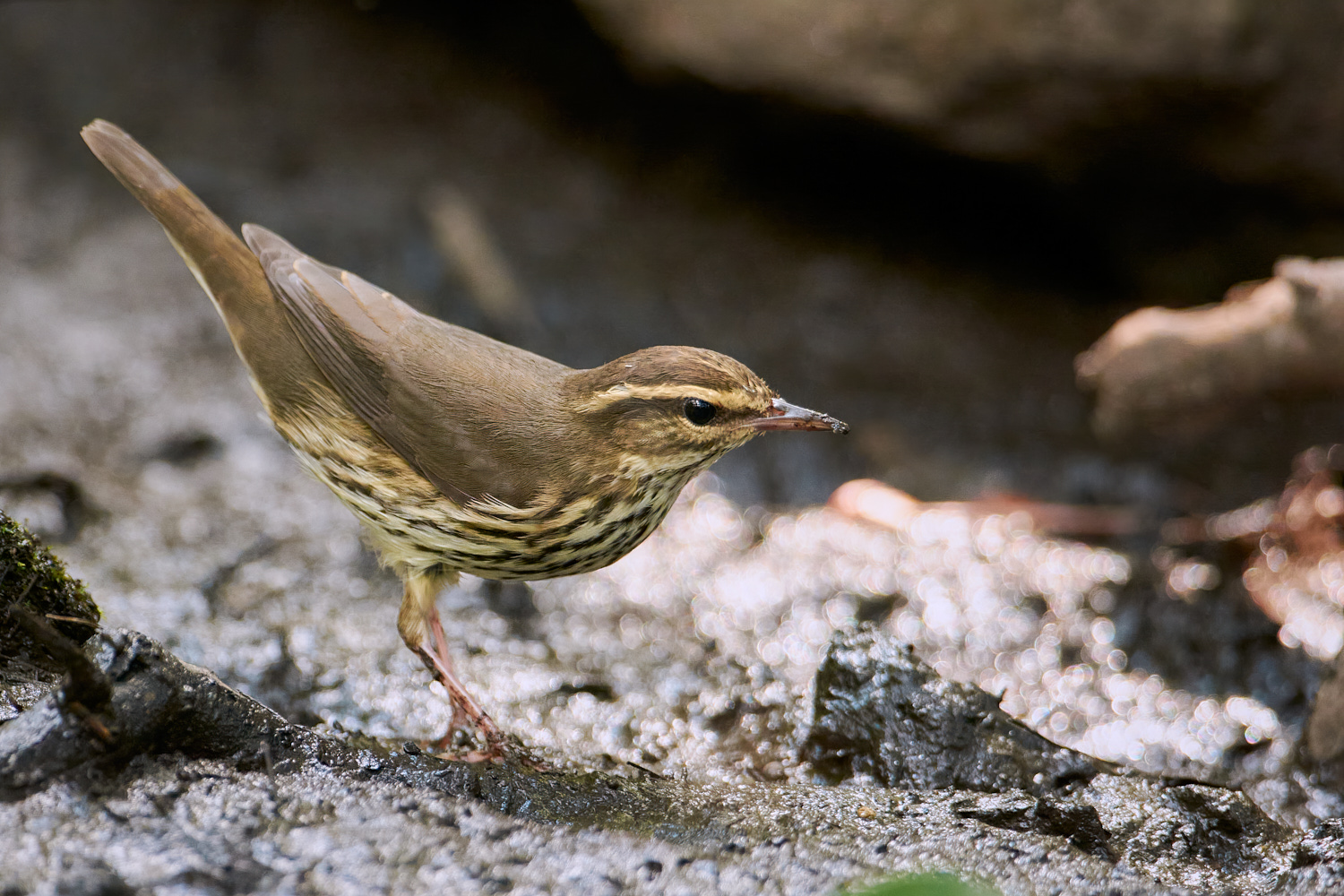 Birds of New York | Northern_Waterthrush