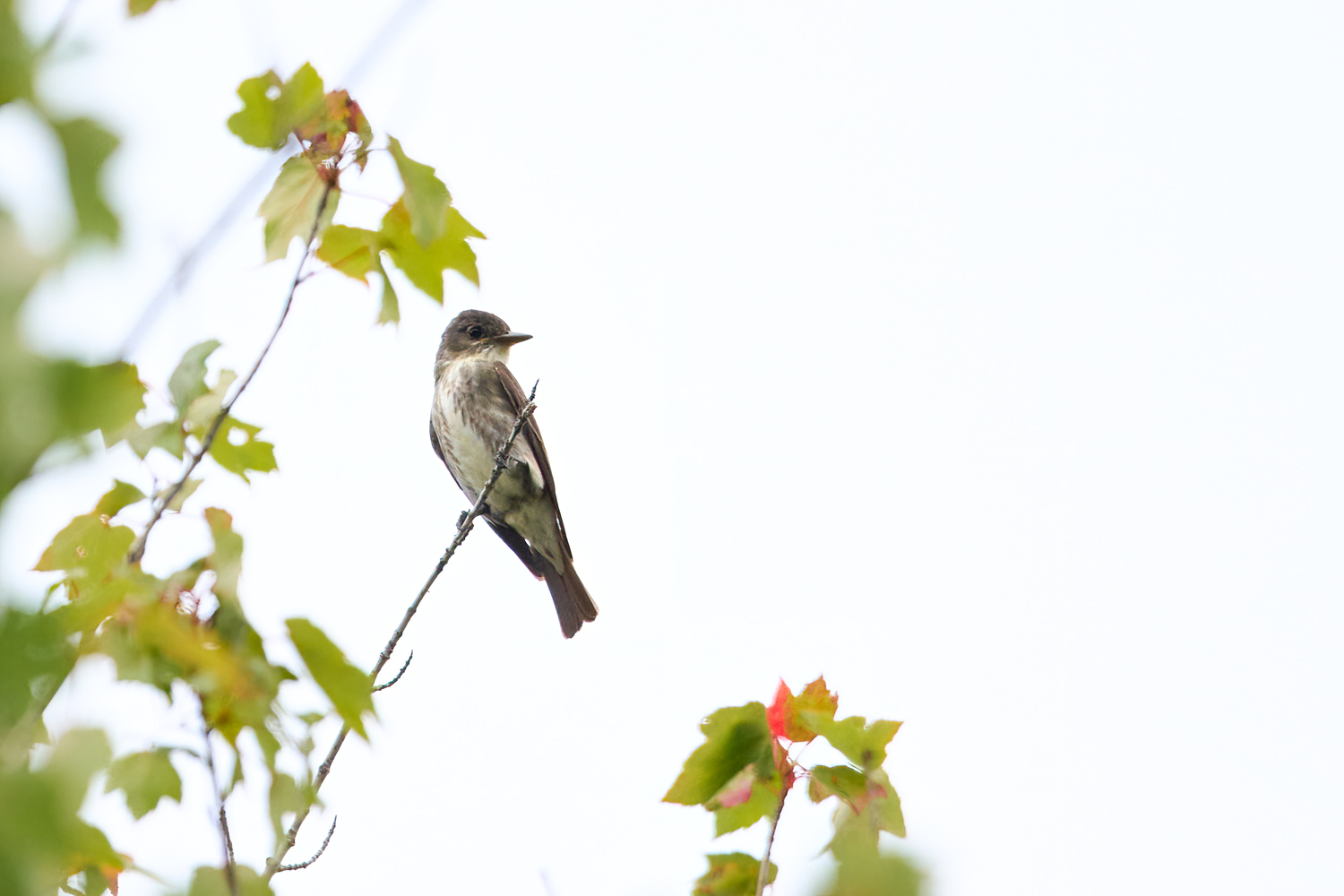 Birds of New York | Olive_Sided_Flycatcher
