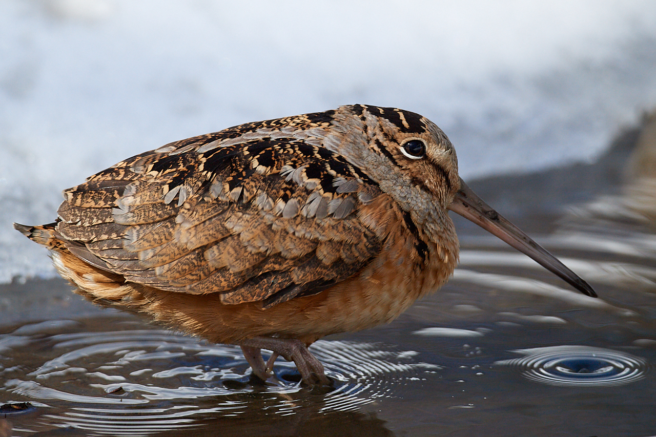 Birds of New York | Recent Additions