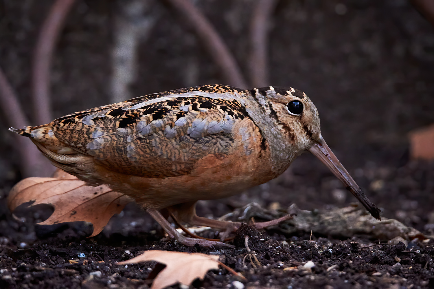 Birds of New York | Shorebirds