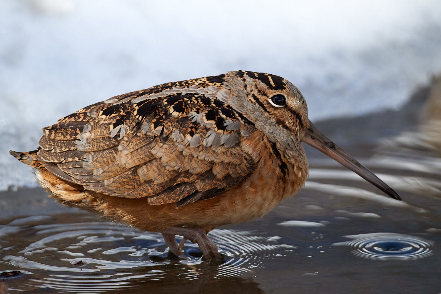 Birds of New York | Shorebirds