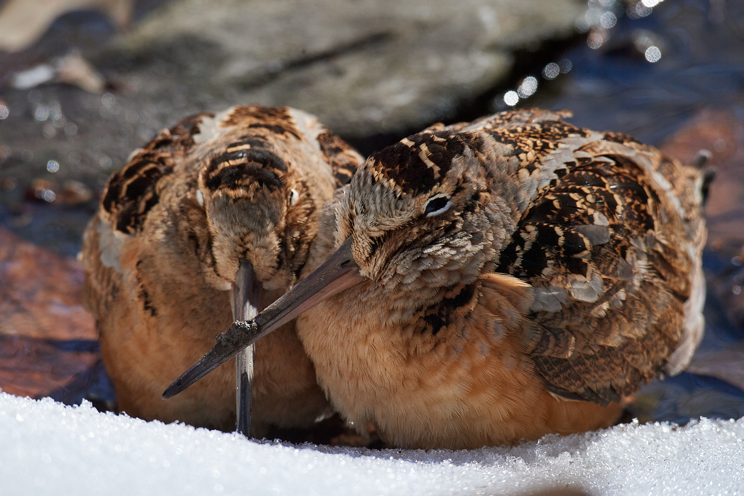 Birds of New York | Shorebirds