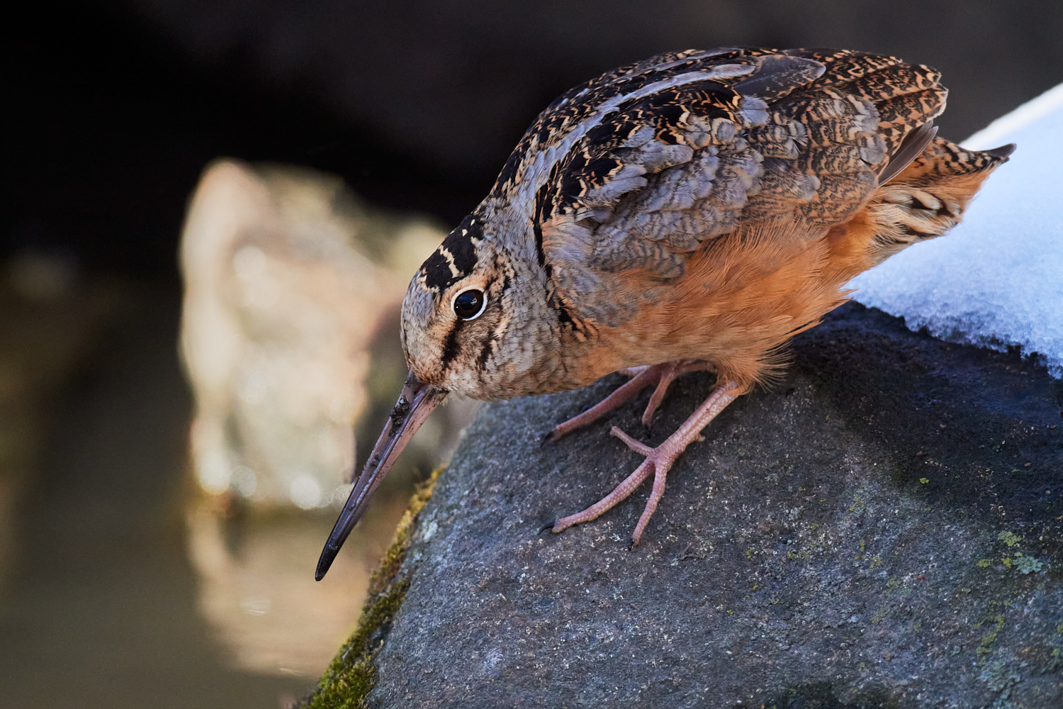 Birds of New York | Shorebirds